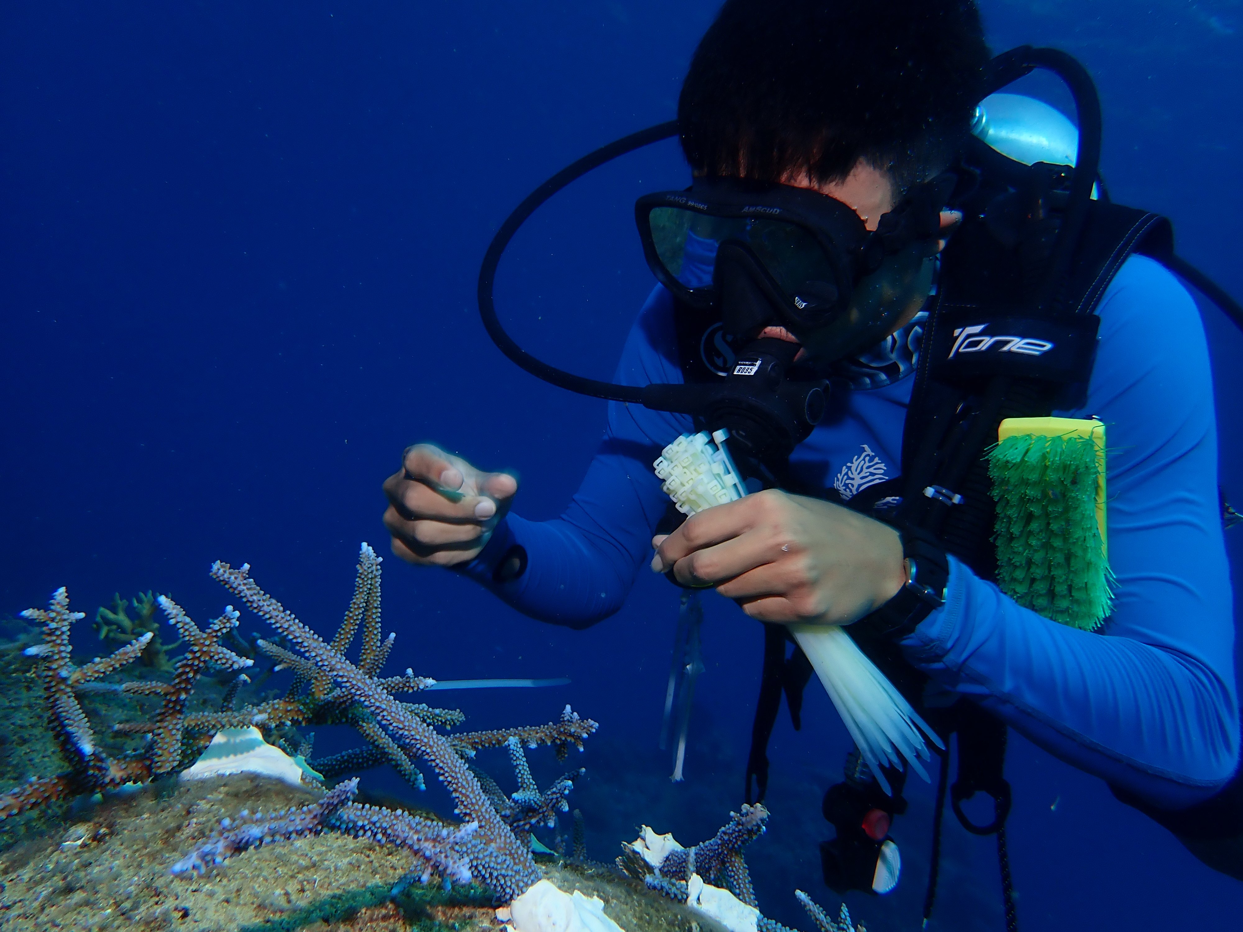 5 Things you didn't know about artificial coral reefs