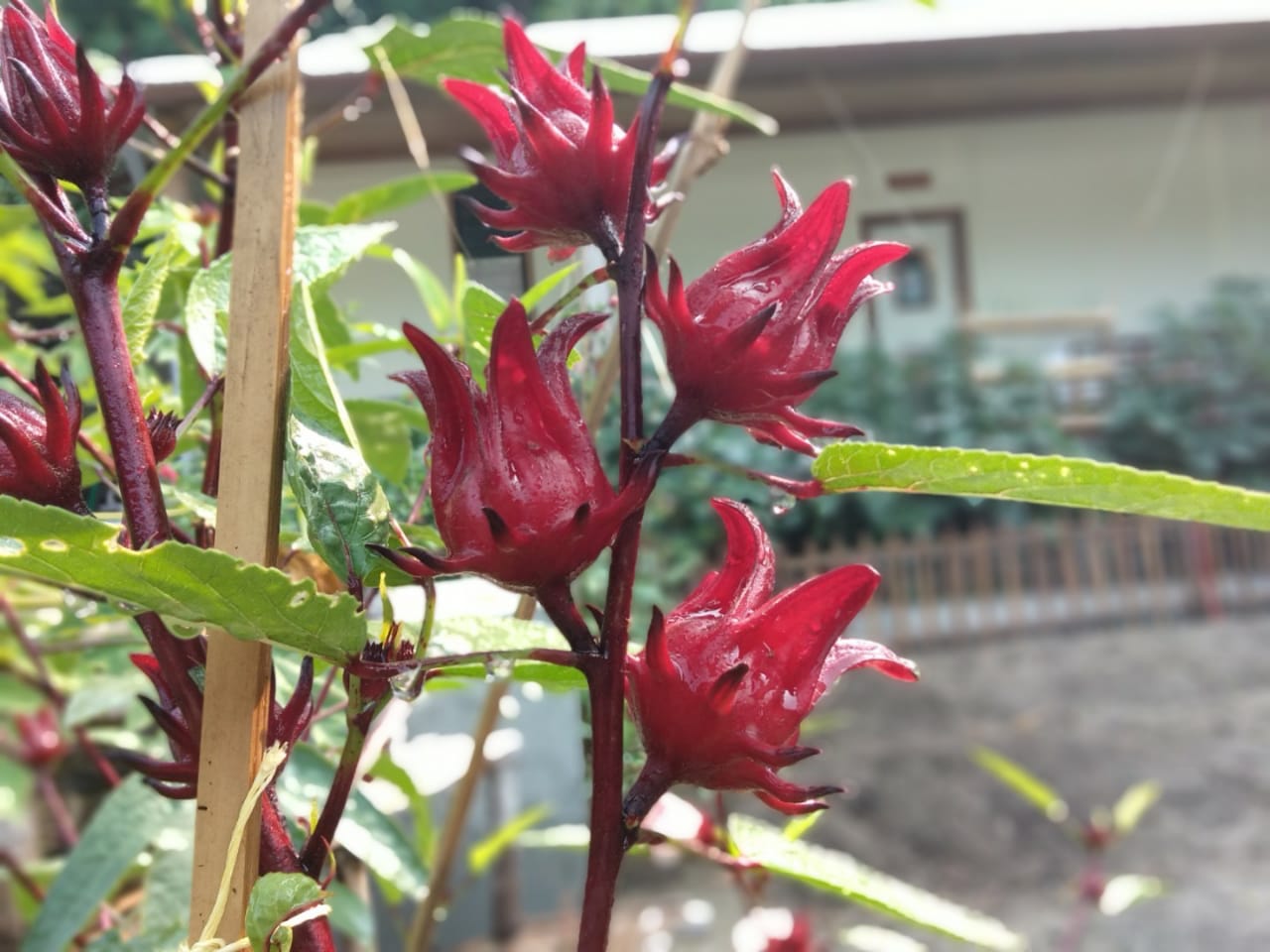 Boost your immunity naturally with Rosella